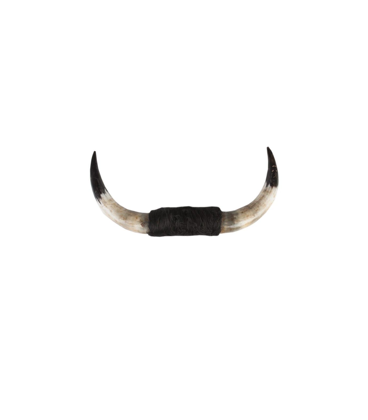 Authentic bull horns, for decoration or training.